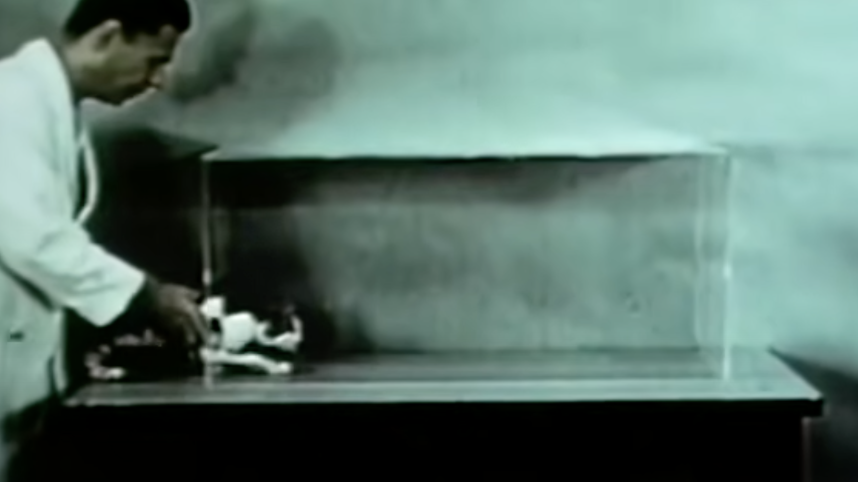 Transcript: LSD and Cats - Retro Report